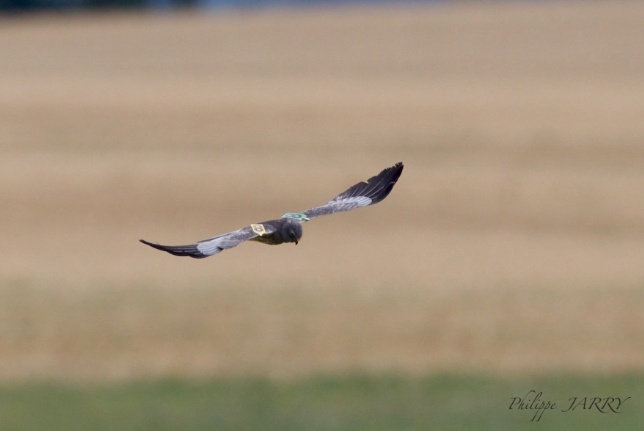 Busard cendré | La ZPS Natura 2000 Champeigne