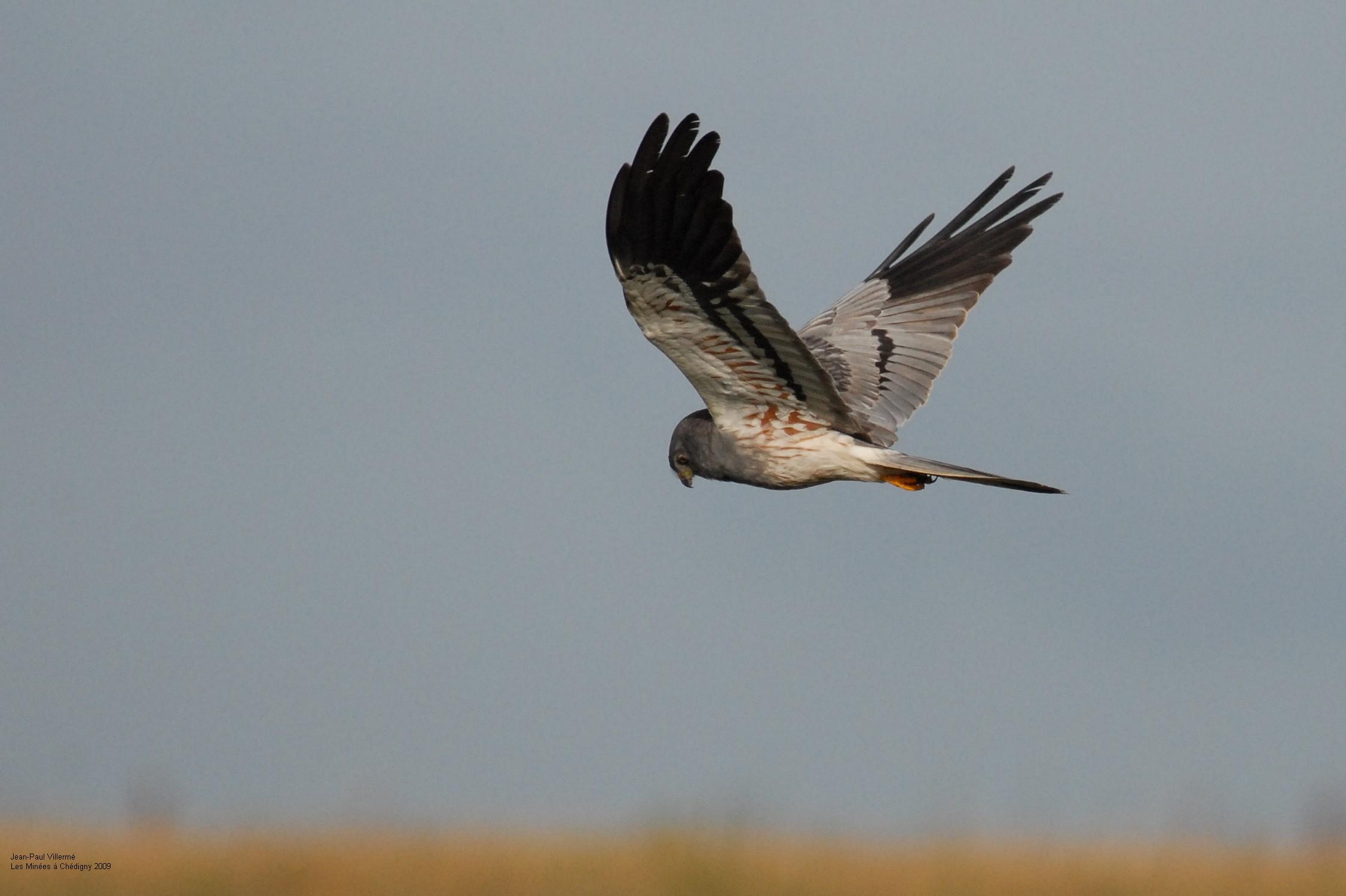 Busard cendré | La ZPS Natura 2000 Champeigne