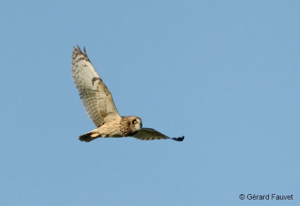 Hibou des marais | La ZPS Natura 2000 Champeigne